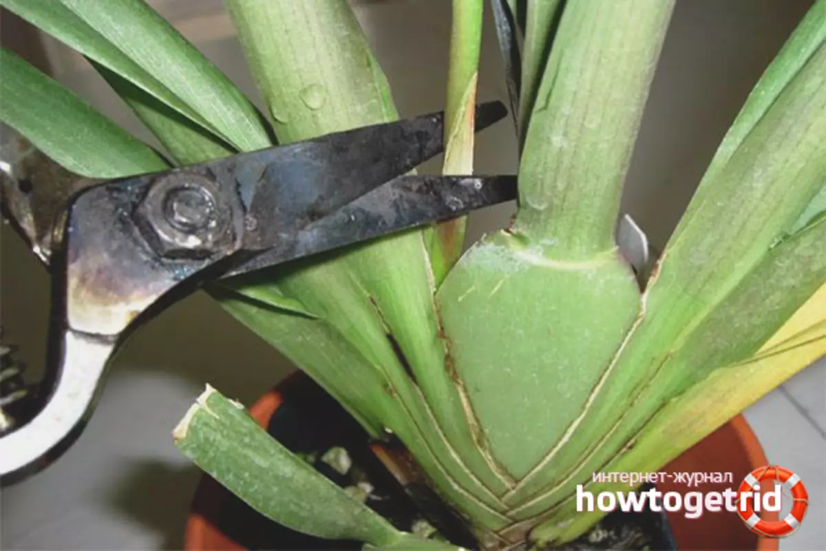 How to cut orchid