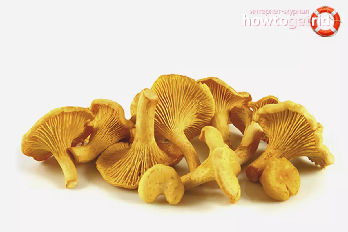 Chanterelles pour nettoyer le foie