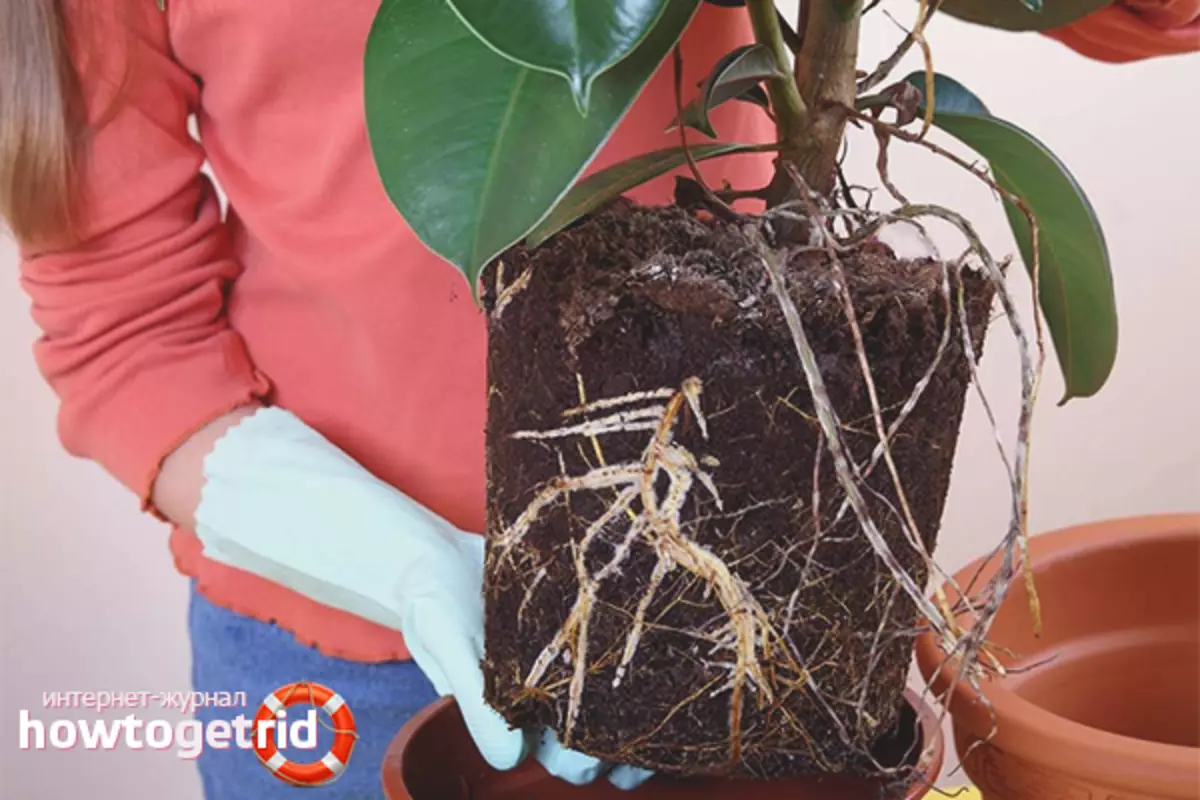 Hoe de FICUS thuis te transplanteren