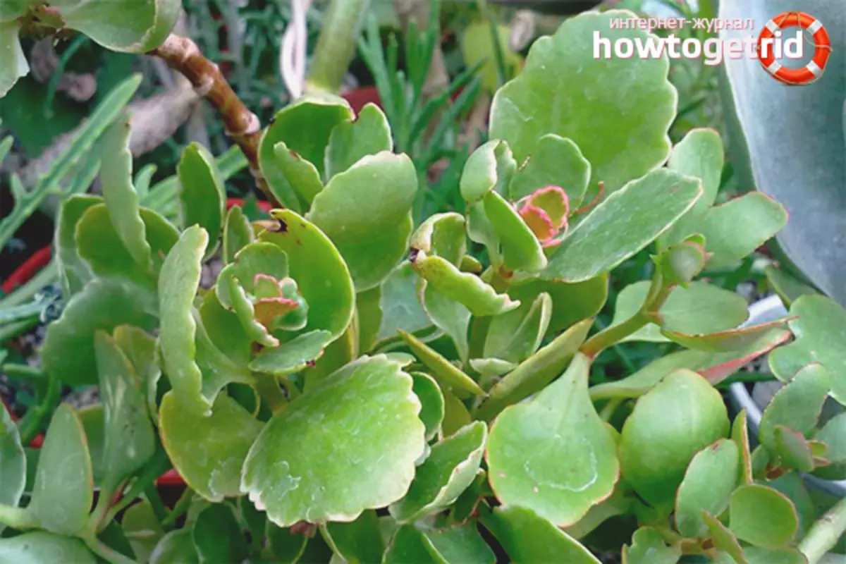 Phải làm gì nếu lá vàng kalanchoe