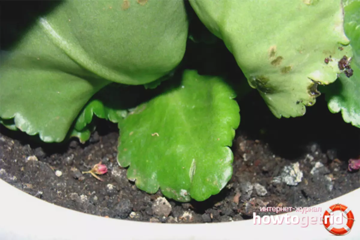 Kalanchoe पासून पिवळा पाने