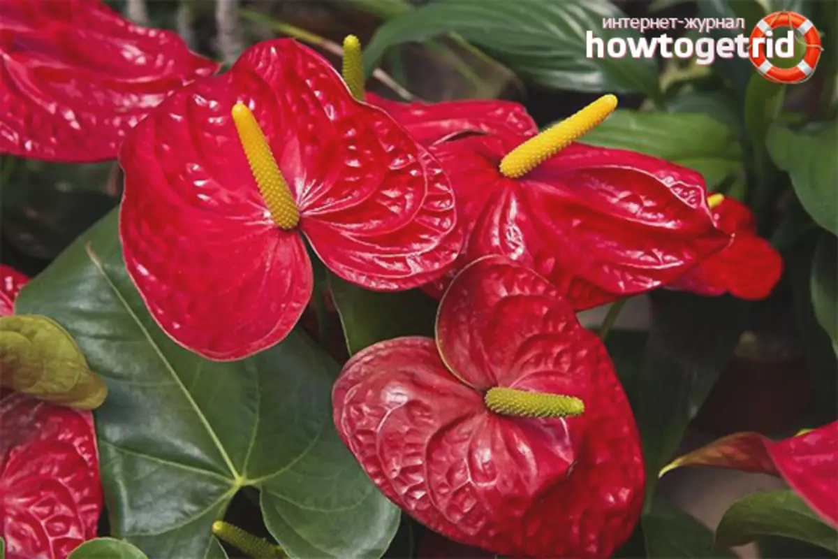 Cén fáth nach bhfuil Bloom Anthurium. Cad atá le déanamh?