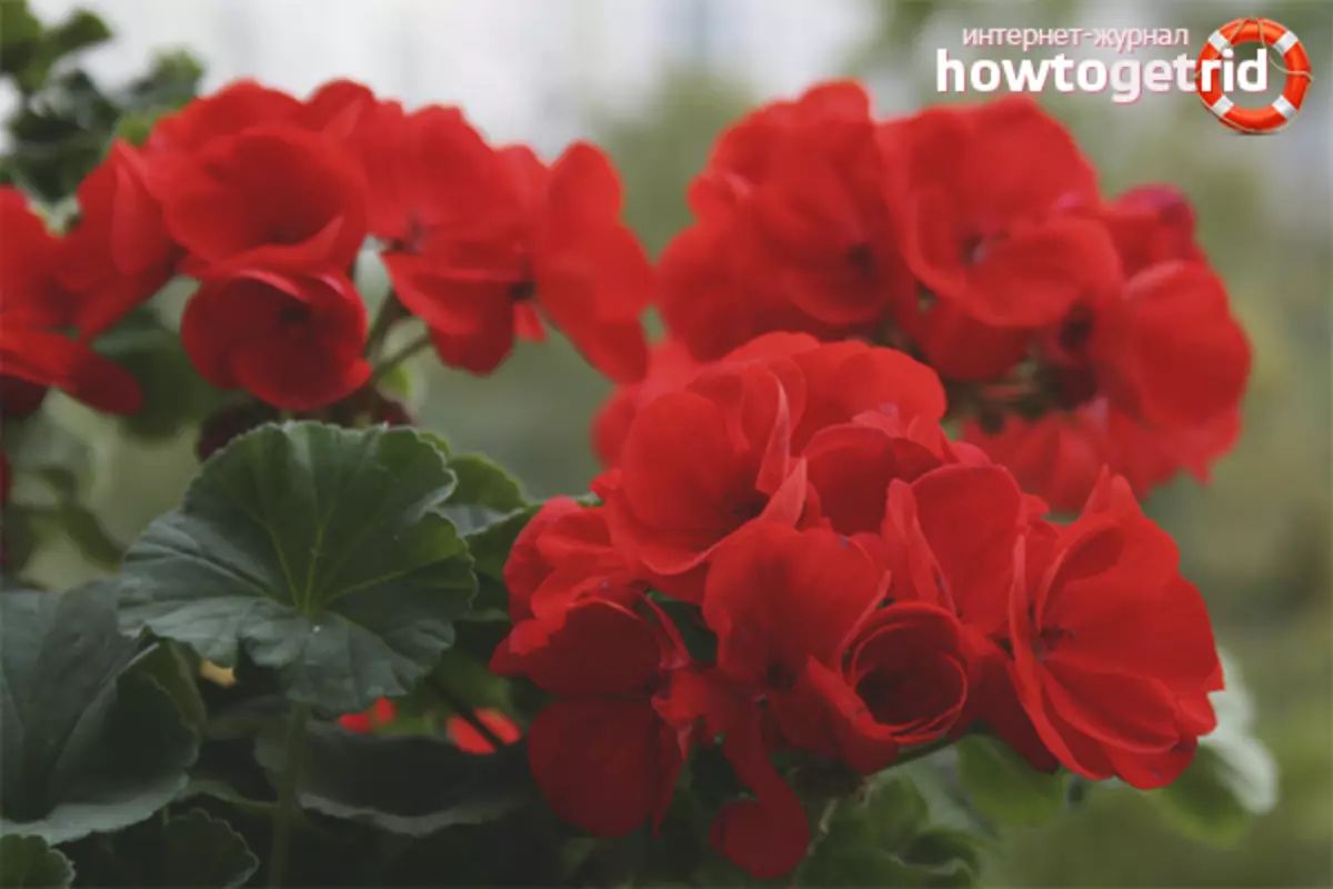 Cén fáth nach bhfuil Blooms seomra Geranium. Cad atá le déanamh?