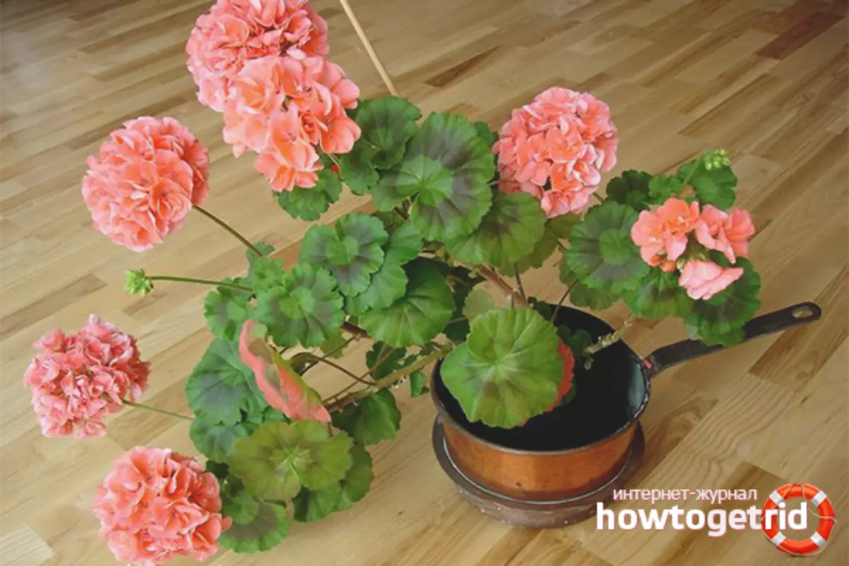 Dhomë geranium