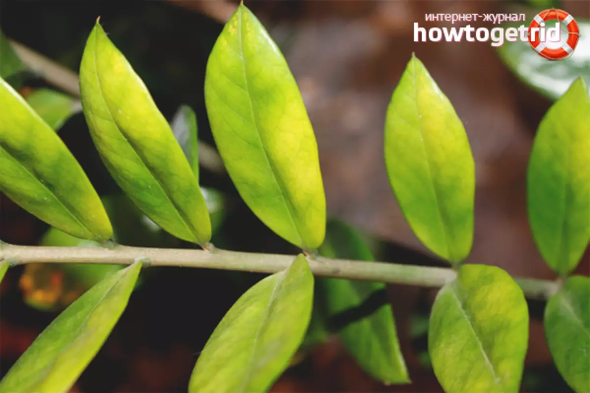 Apa yang perlu dilakukan jika daun kuning zamokulkas