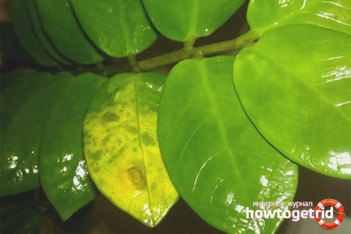 Daun kuning dari zamiculkas