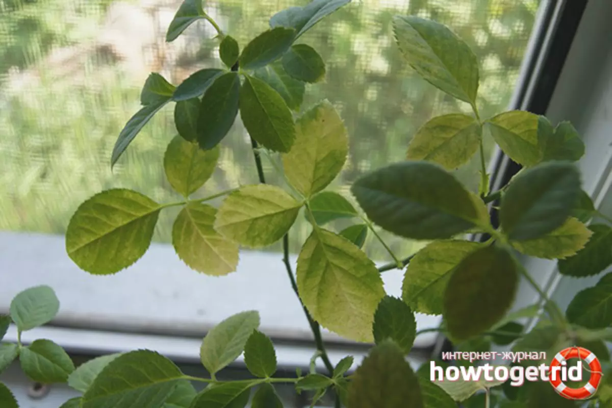 Apa yang perlu dilakukan jika bilik mawar daun kuning