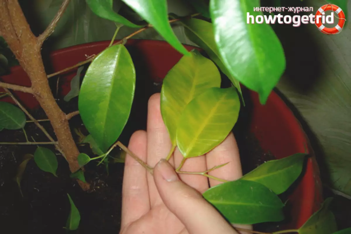 Mengapa ficus kuning dan jatuh daun