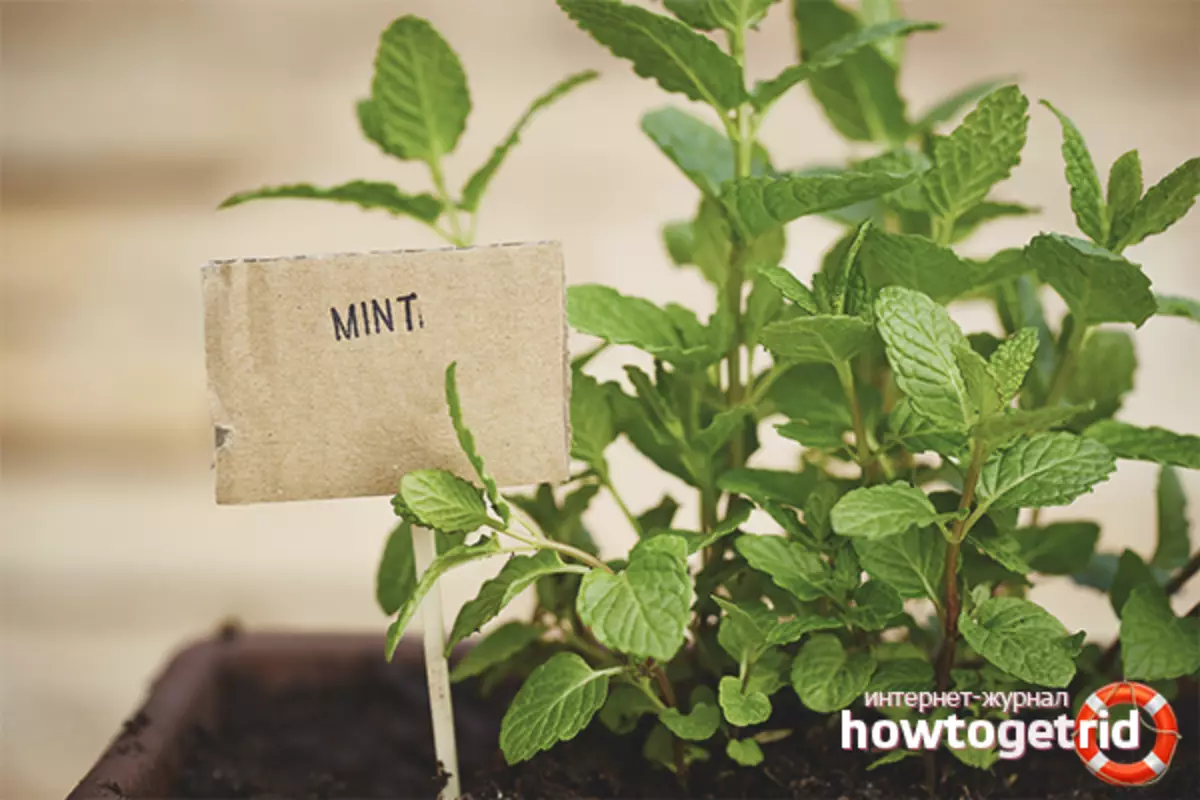 របៀបដាំ Mint នៅលើ windowsill នេះ