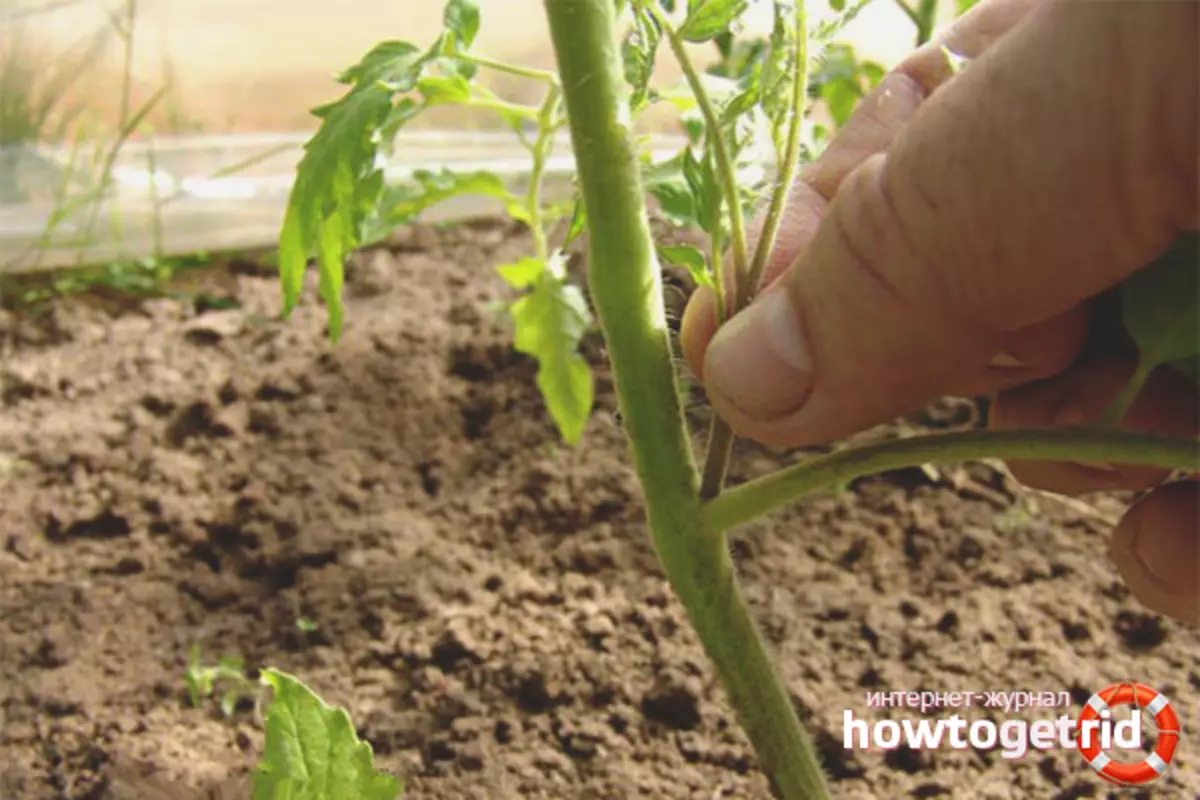 Hoe kinne jo tomaten ynpakke