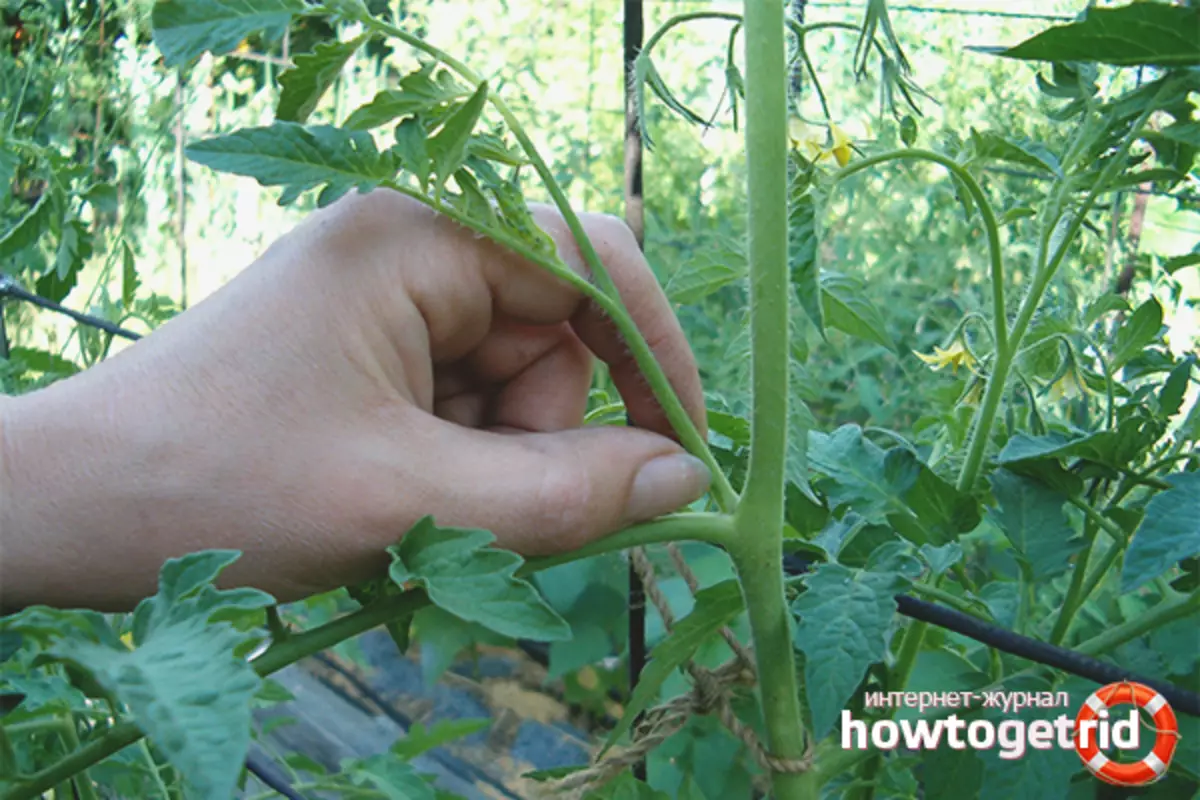 Palecking Tomaat yn Greenhouse-betingsten