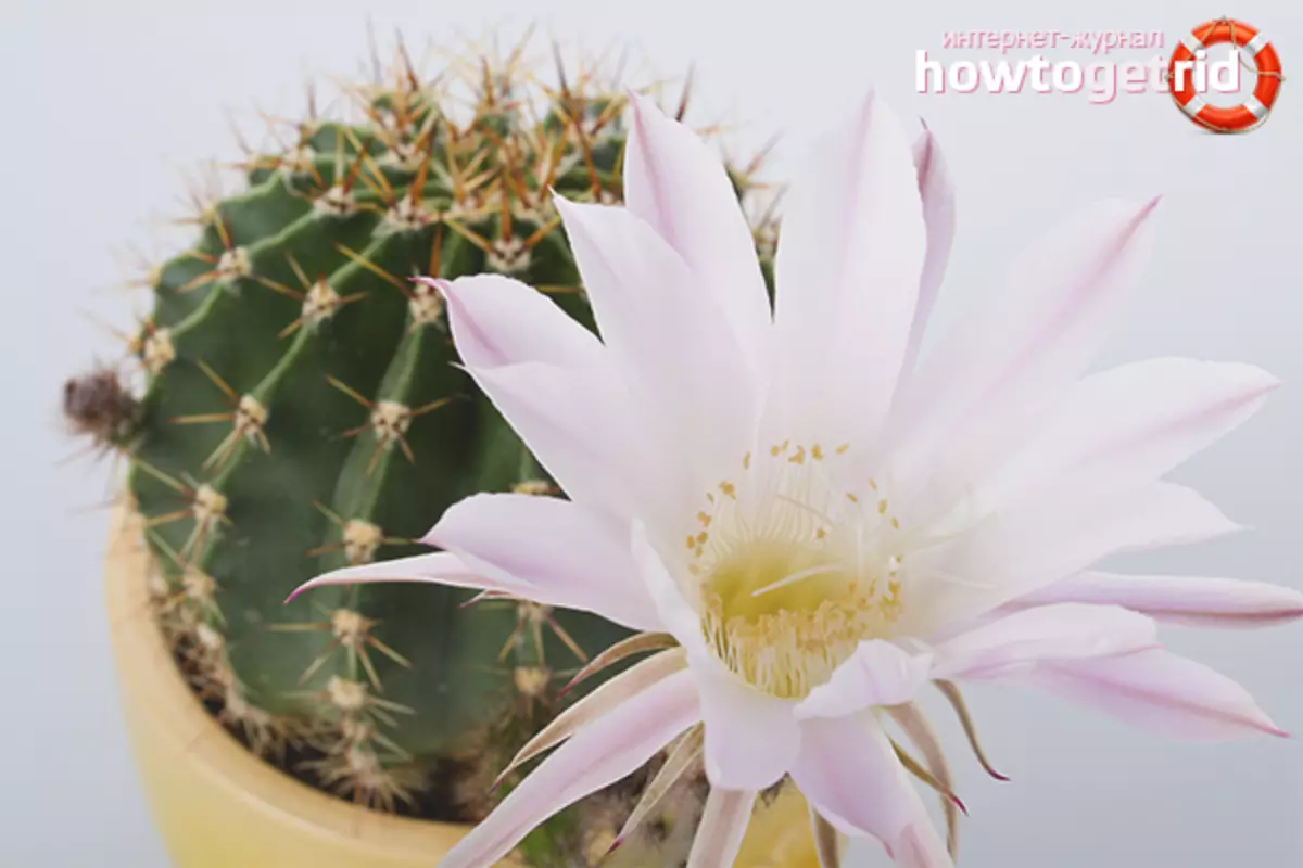 ວິທີການເຮັດໃຫ້ດອກໄມ້ cacti ຢູ່ເຮືອນ