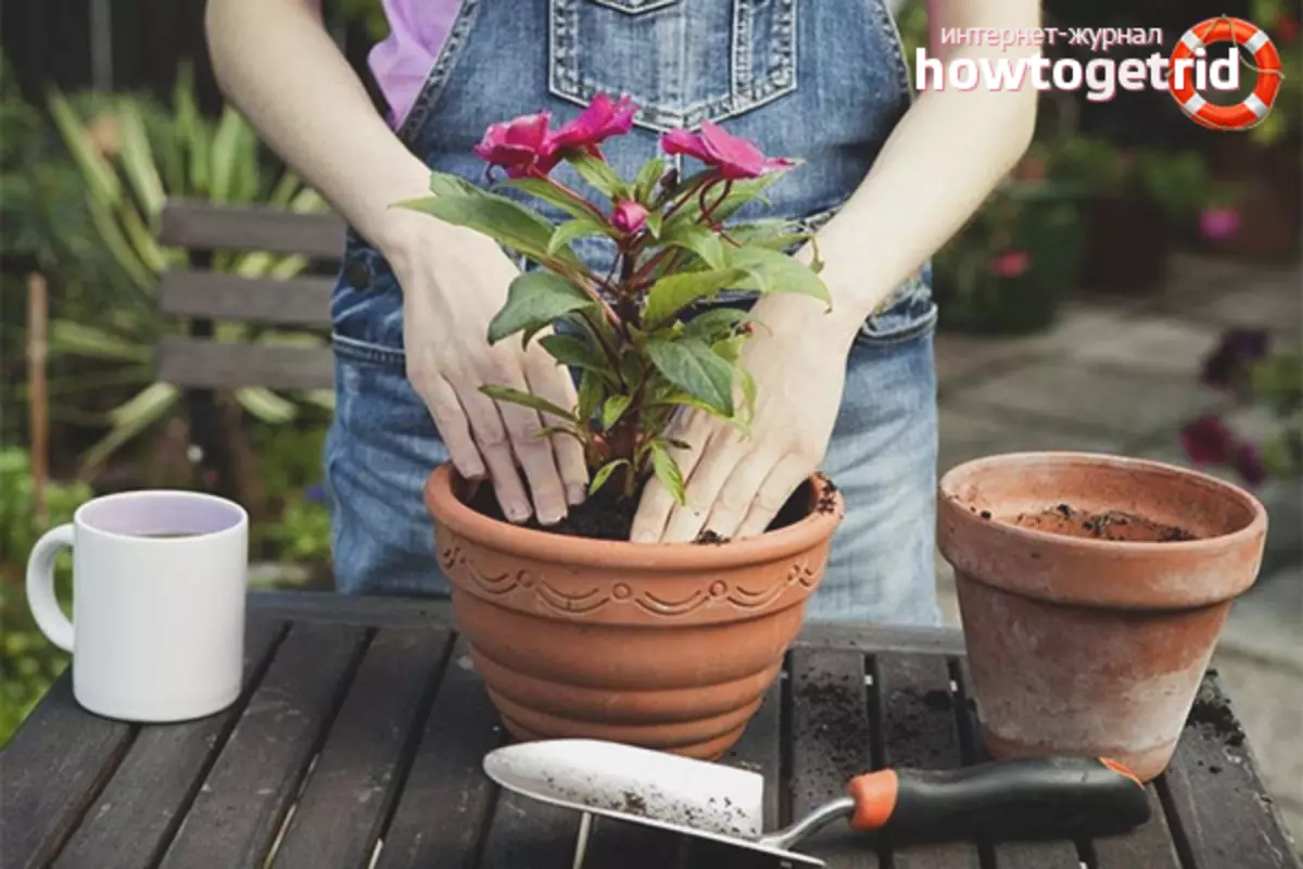 Hvordan transplanteres blomst i en annen gryte