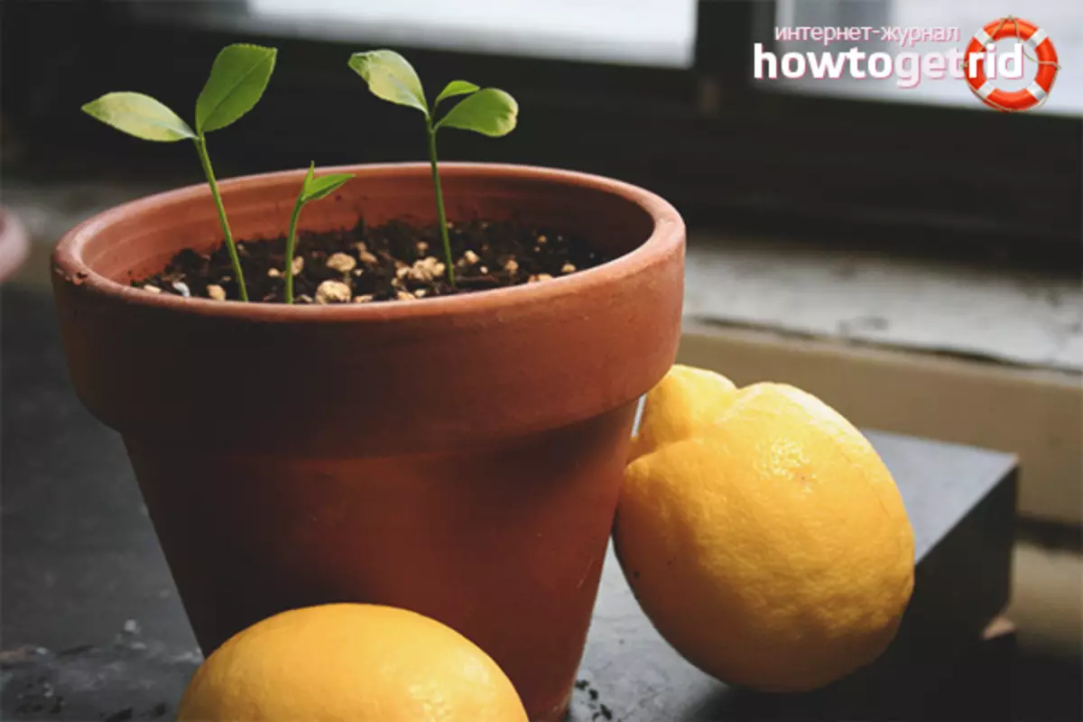 Comment faire pousser du citron