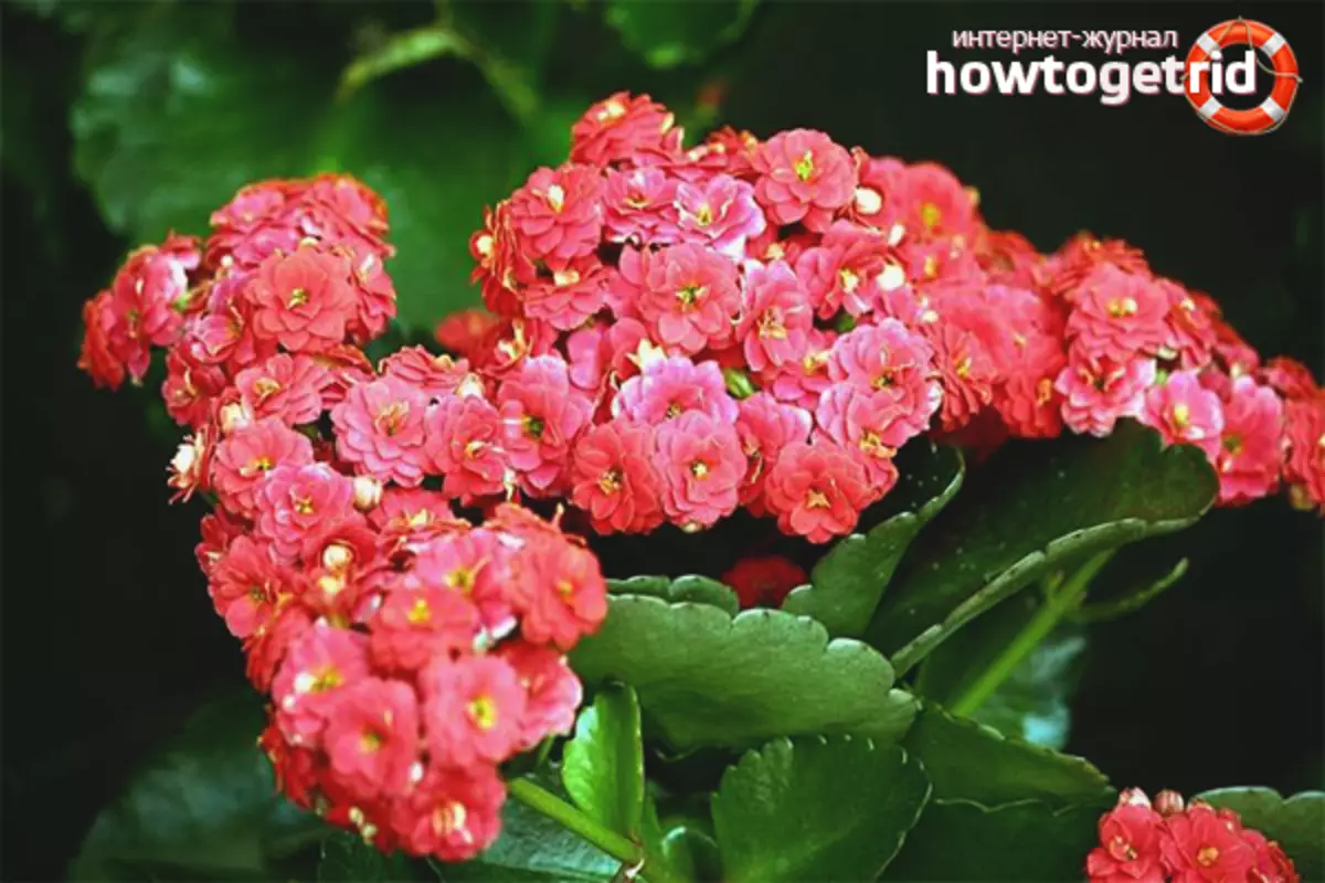 Kalanchoe Blooming.