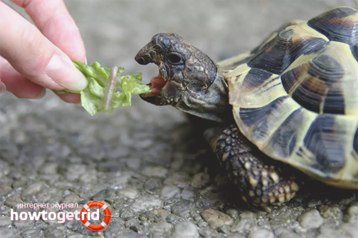 Than feeding ground turtles