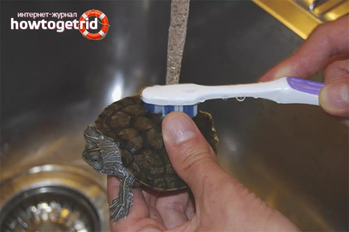 Turtles Hygiene