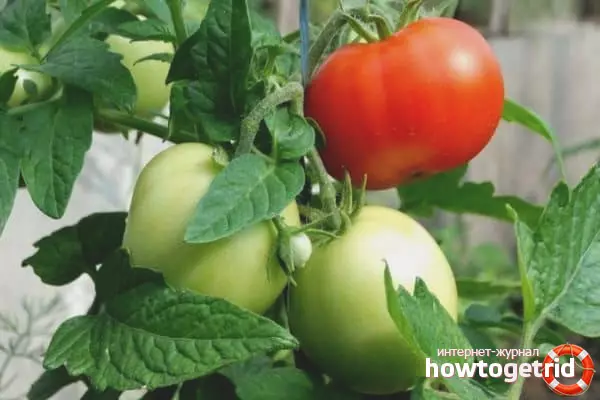 Tomato Huchový sused - popis a charakteristiky odrody