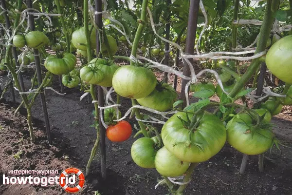 Tomates grado grueso vecino