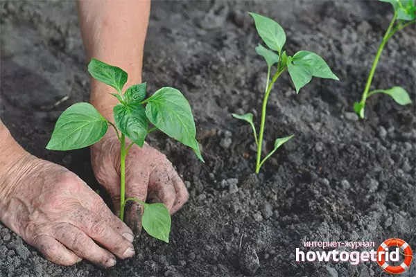 Receazed Seedlings Pepper Pepper trong lòng đất