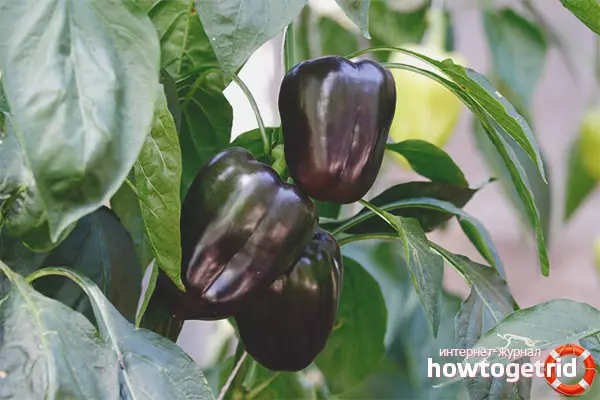 Pepper Purple Bell - მრავალფეროვნების აღწერა და მახასიათებლები