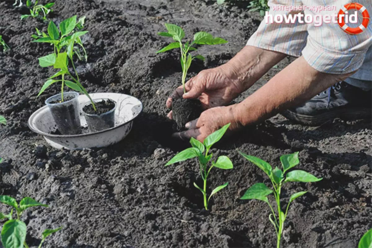 Rekord plantor av paprika som flyger in i marken