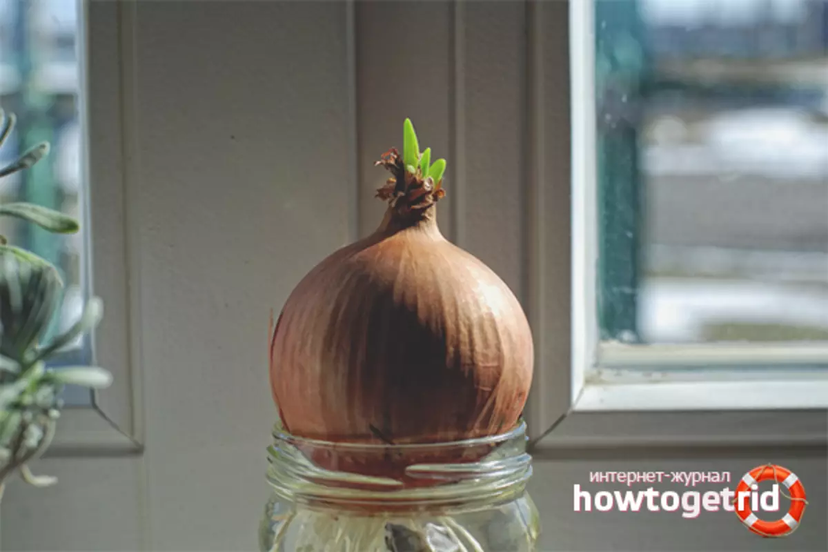 Berkembang bawang di dalam air