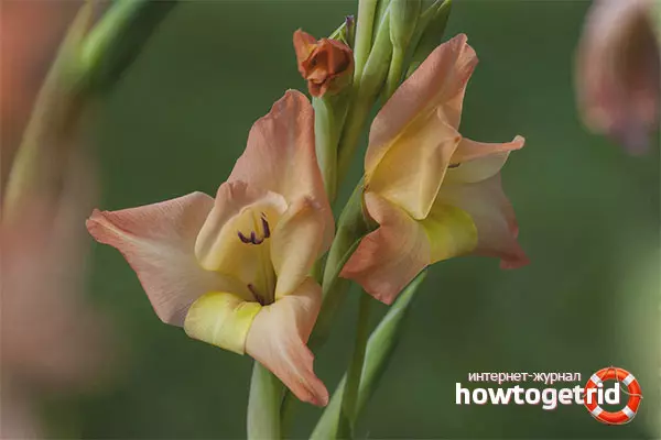 Når du graver og hvordan man gemmer Gladiolus