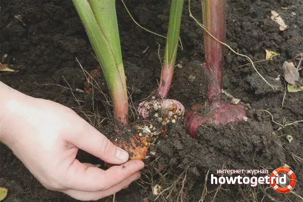 Bagaimana untuk menggali gladiolus