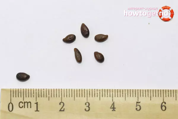 Seeds Barbarisa