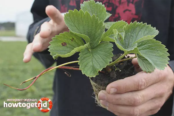 Smandling Strawberries.