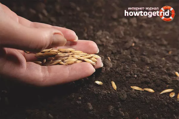 Stadia fan groeiende seedlings