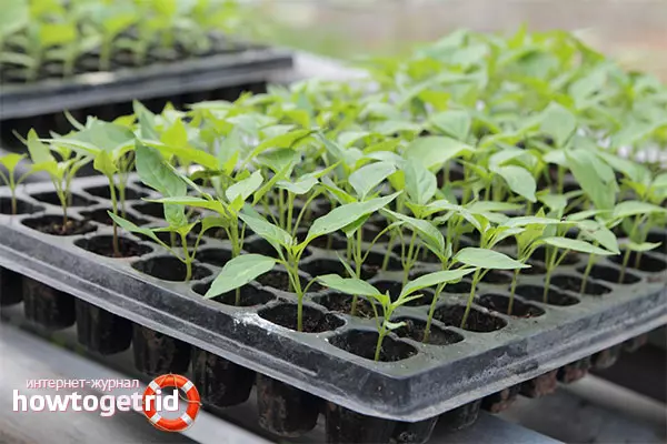 گولیاں میں بڑھتی ہوئی seedlings کی پہلی کامیابیوں