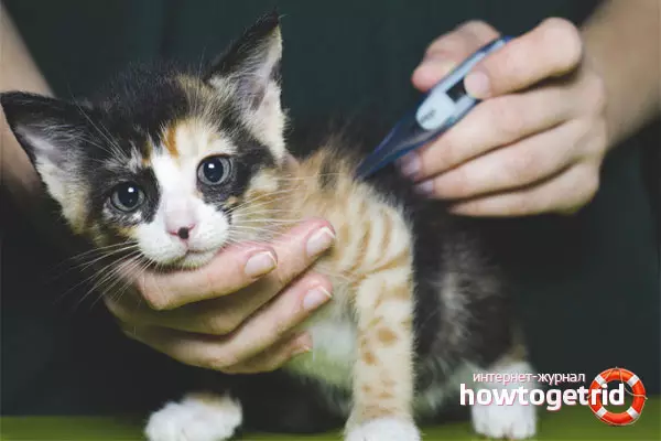 Como un gato toze a temperatura rectamente