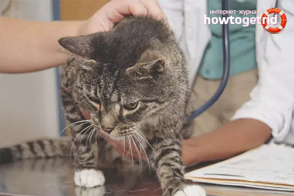 O primeiro gato axuda a alta temperatura