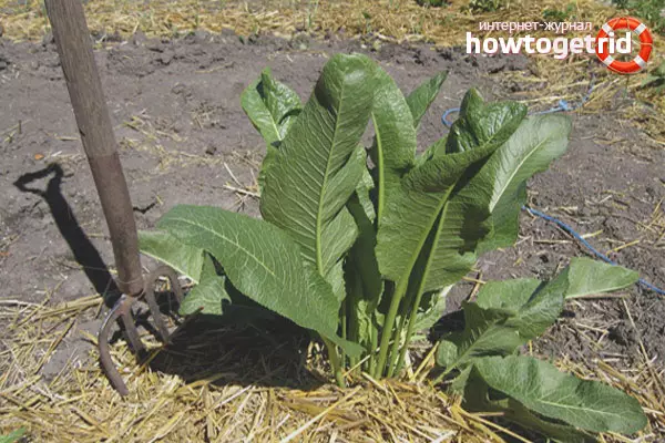 Wie man die Hölle vom Garten bringt