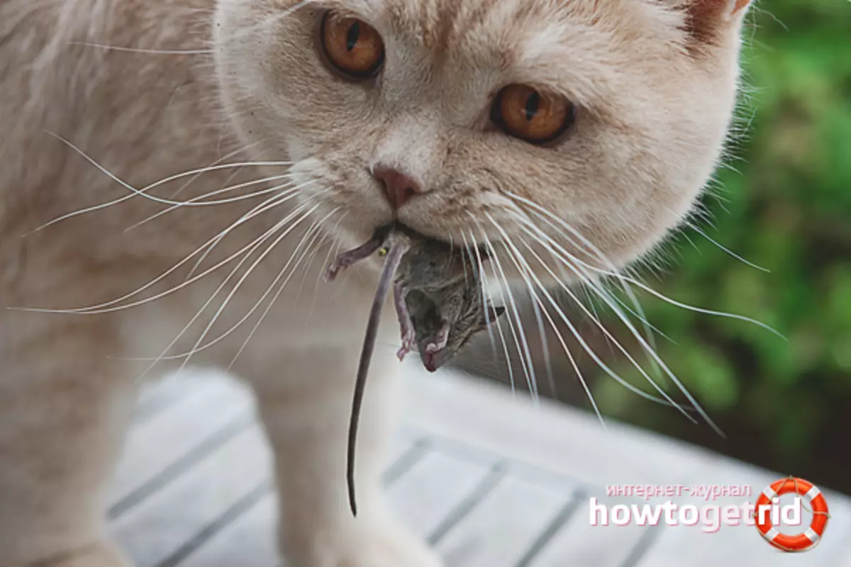 Kat in die huis - Muis gewen