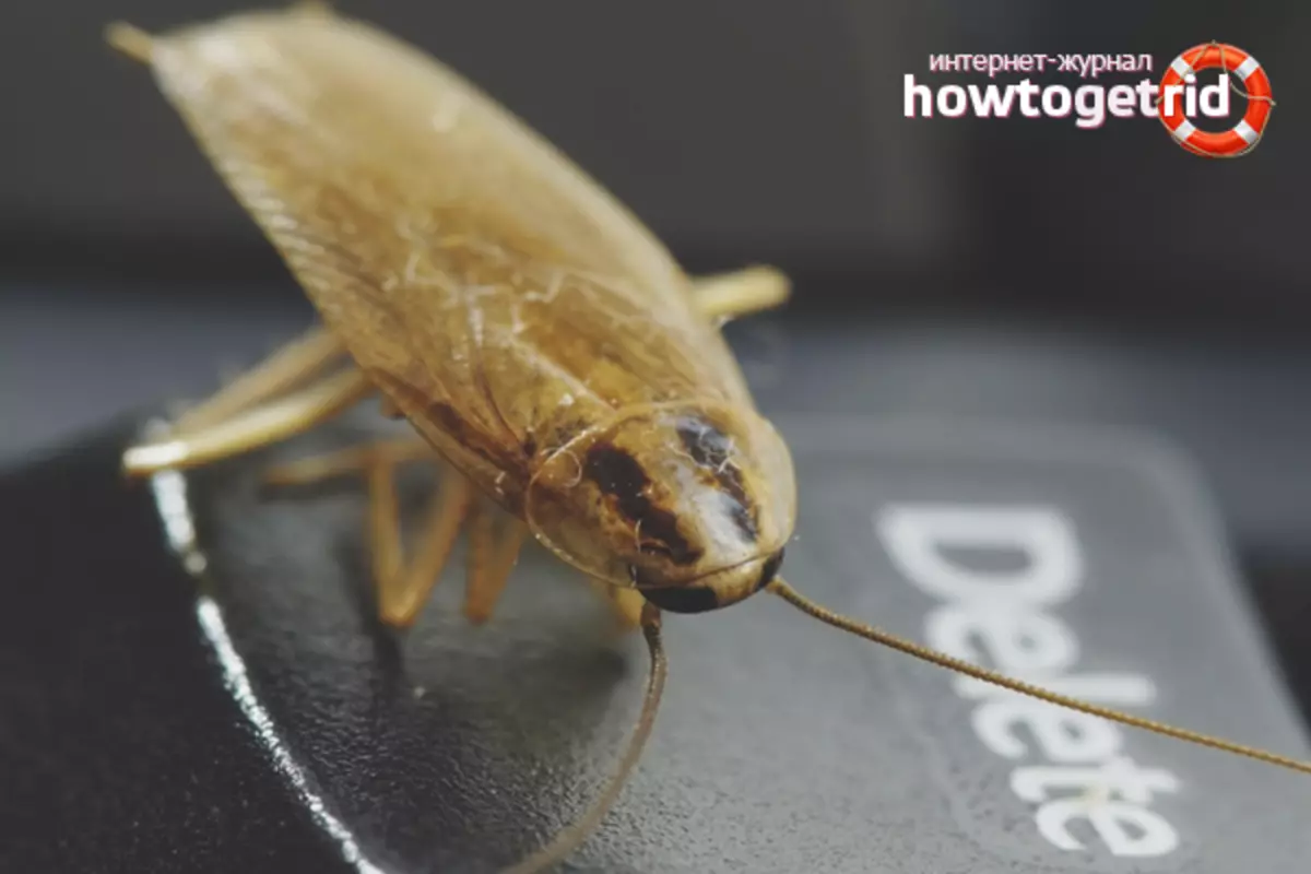 Hvernig á að losna við cockroaches eftir Folk Remedies