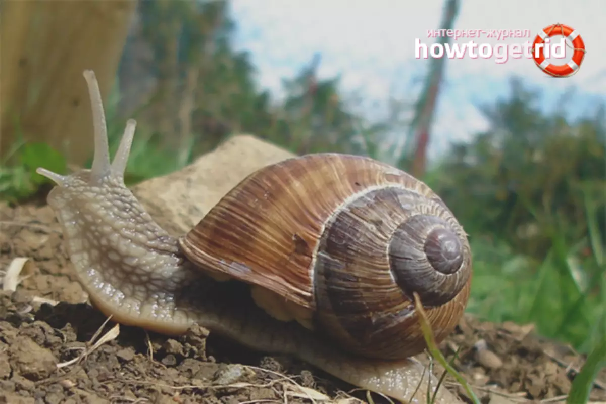 Fotografie Snail.