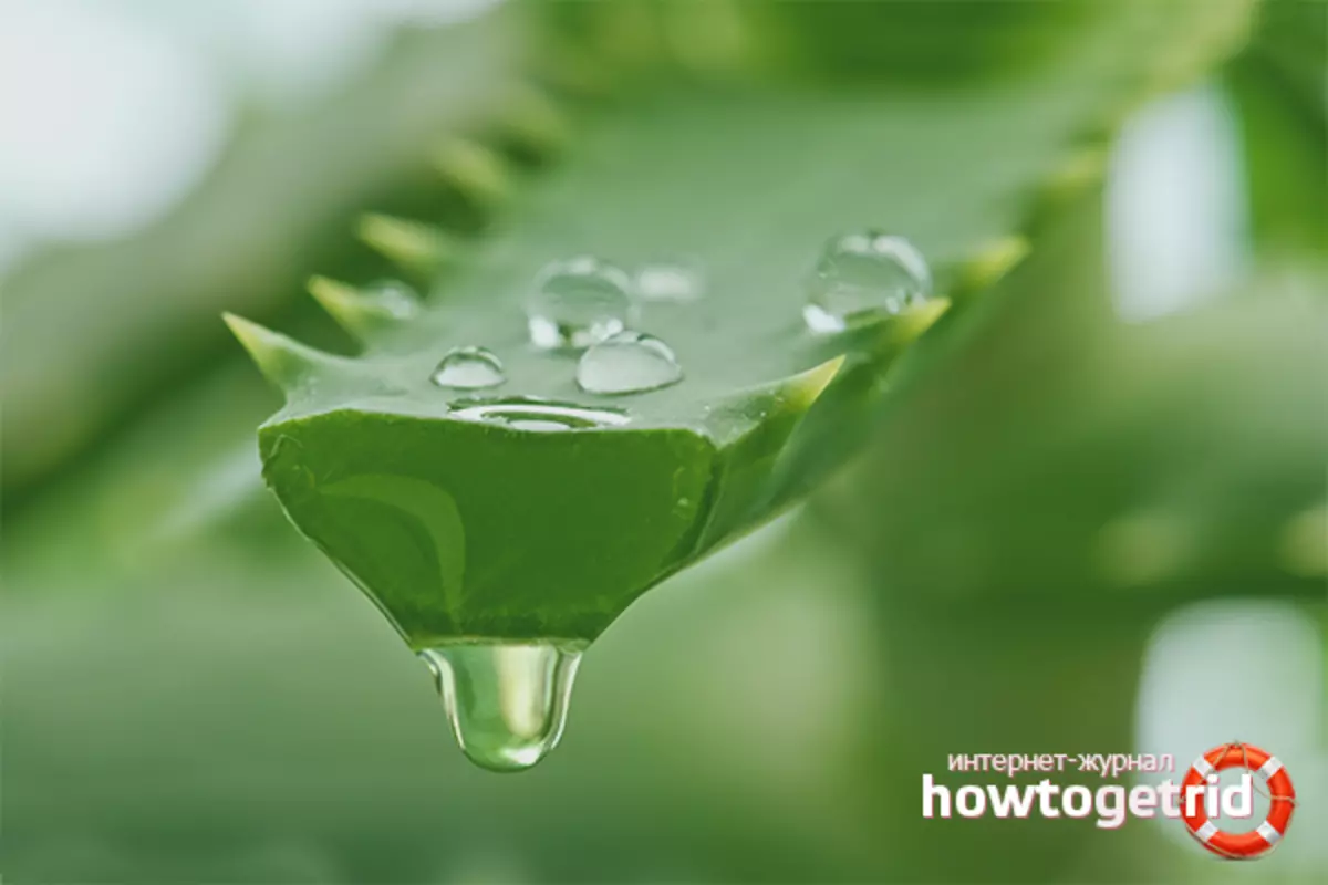 aloe vera ពីពោត