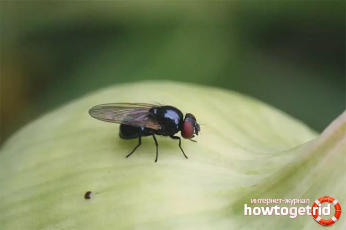 Kumaha carana nyingkirkeun bawang bombay di kebon