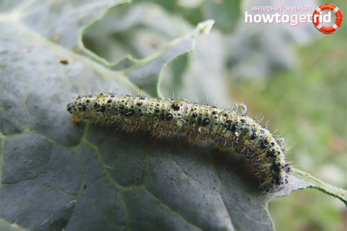 Yadda za a rabu da Caterpillars akan kabeji