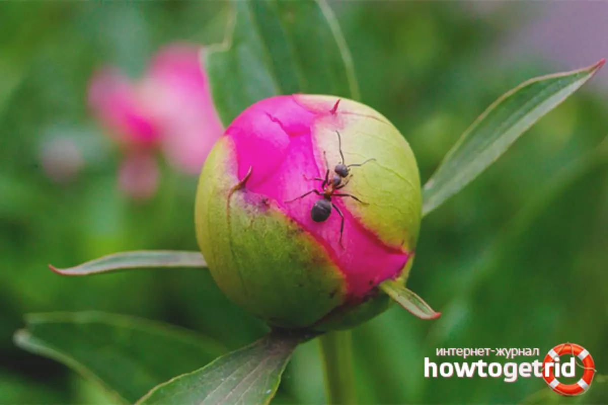 Hoe kinne jo mieren kwytreitsje op PEONIES