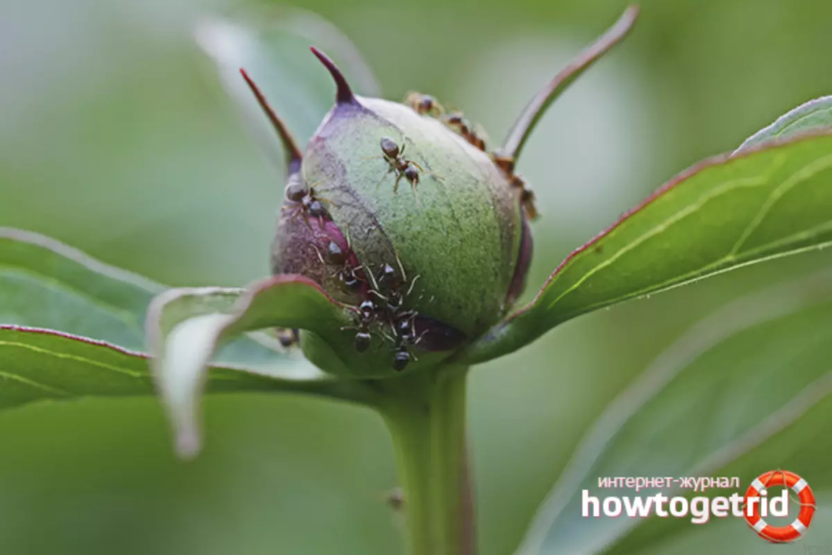 Peonies-də qarışqalarla necə davranmaq olar