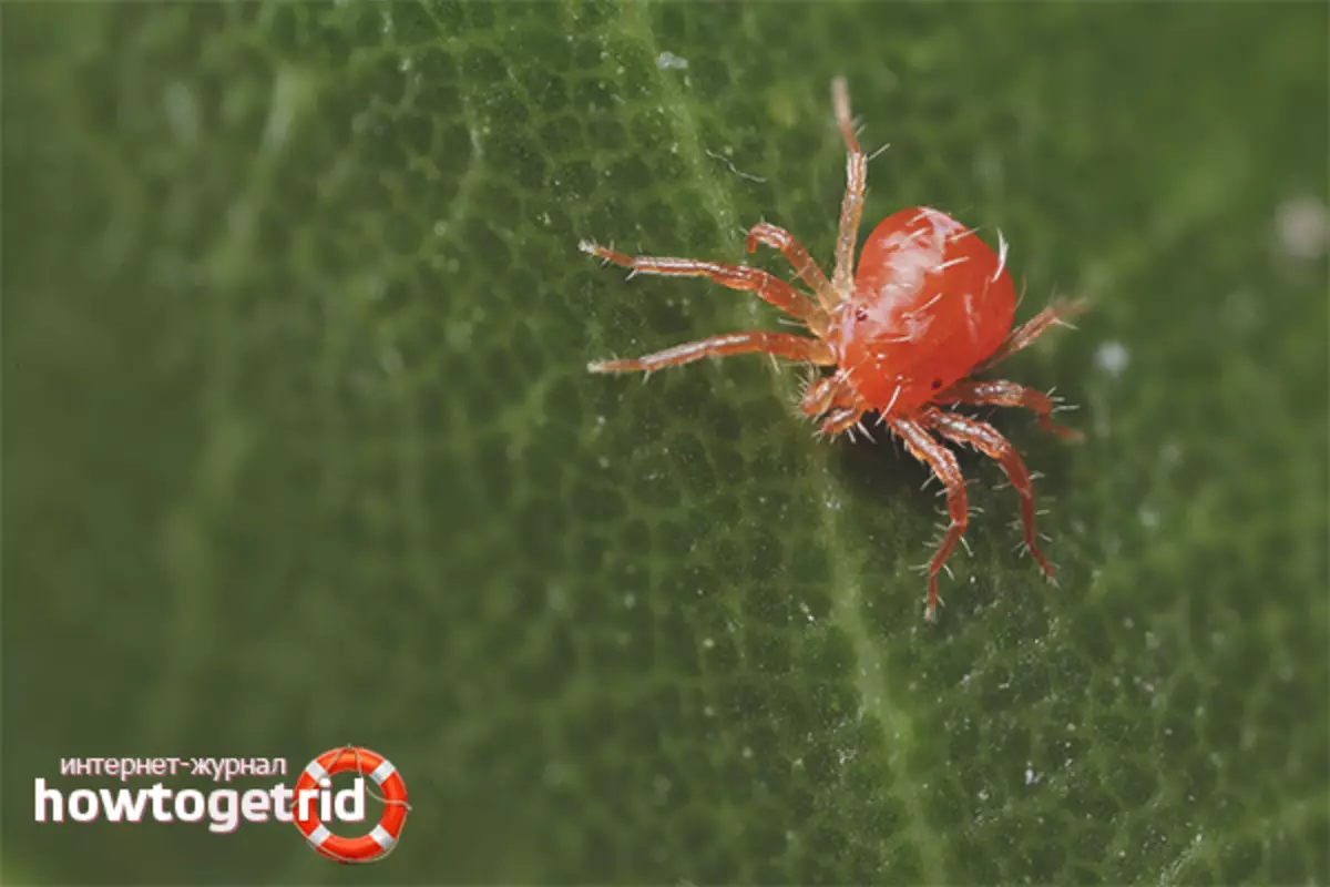 Paano mapupuksa ang spider tick sa greenhouse