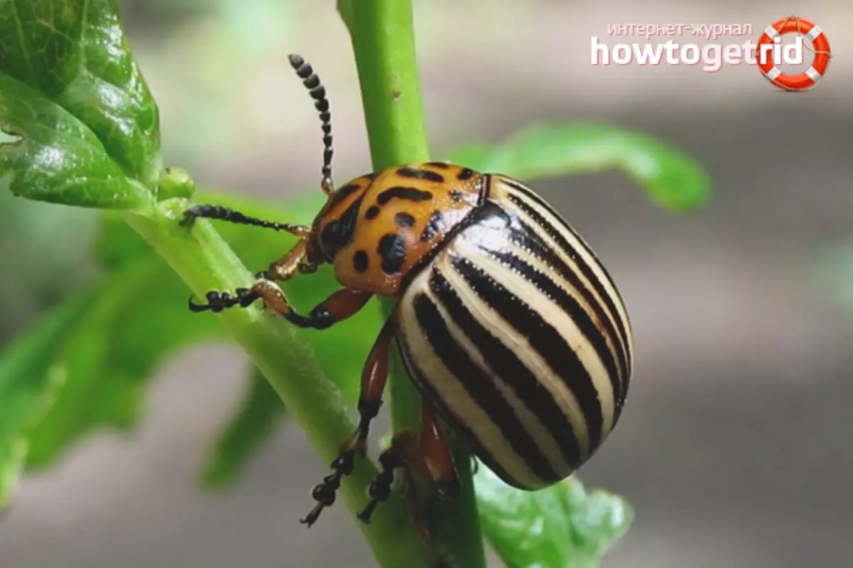 Hoe kinne jo de Colorado Beetle kwytreitsje