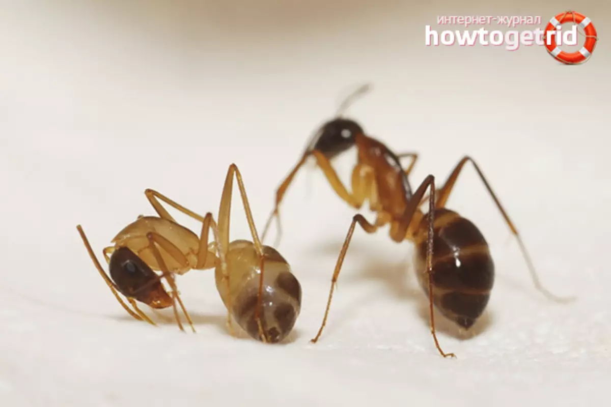 Hoe ontdoen van rode mieren in het appartement