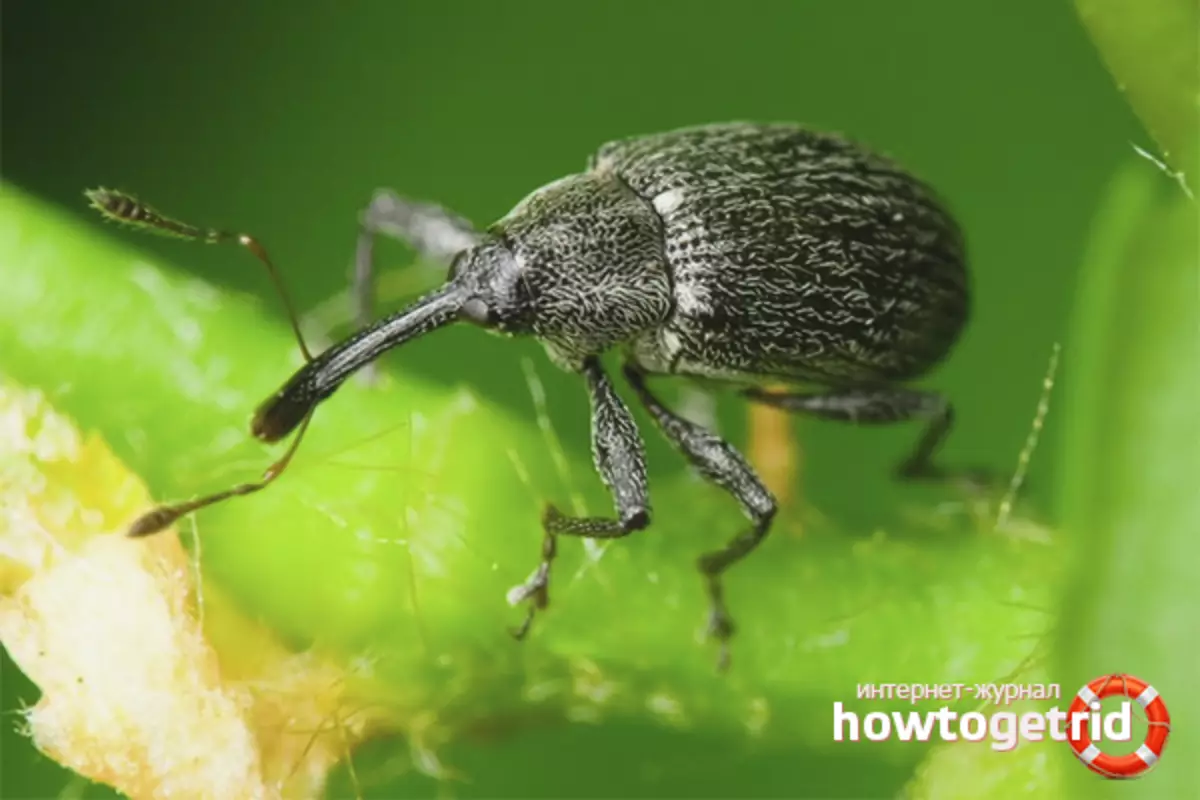 Maitiro Ekubvisa Zvekuita Weevil paStrawberry