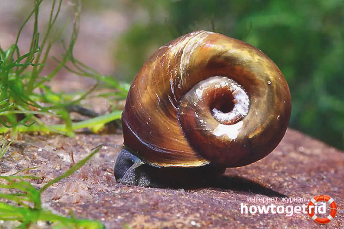 Maitiro Ekubvisa Snails muAquarium