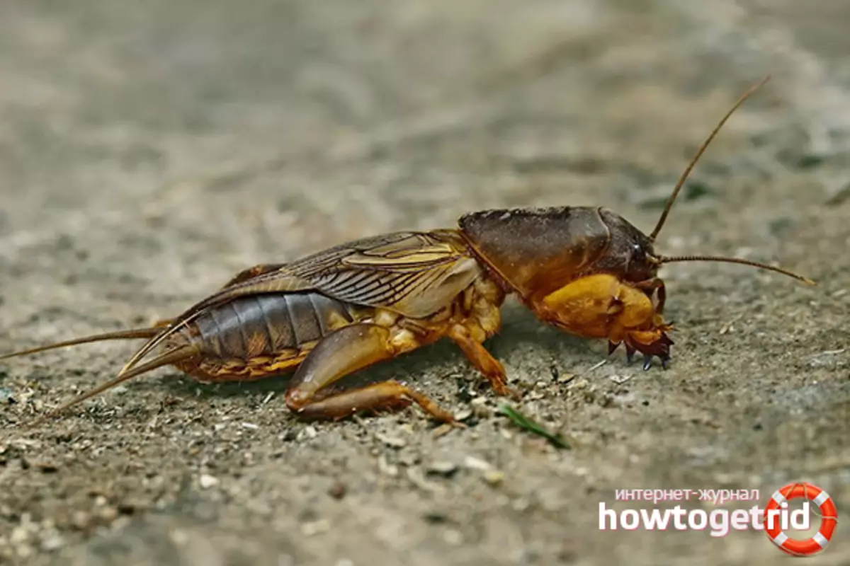 Kā atbrīvoties no lāča uz dārza